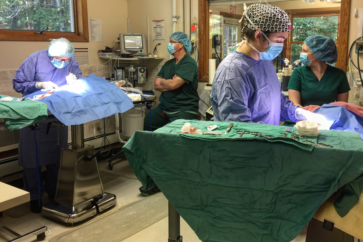 Surgery & Anesthesia - Vet in Framingham | Framingham Animal Hospital